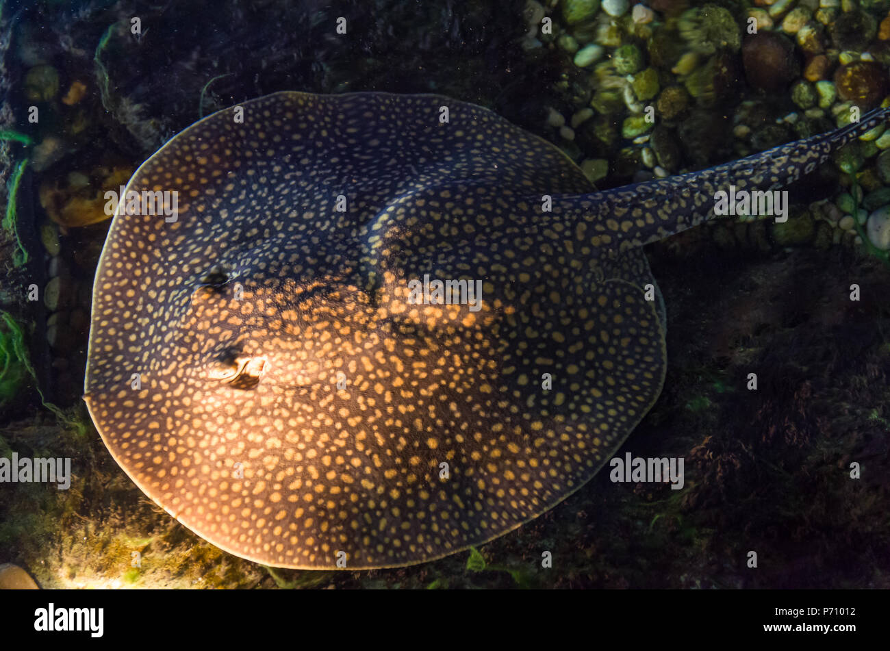 Common eagle ray hi-res stock photography and images - Alamy