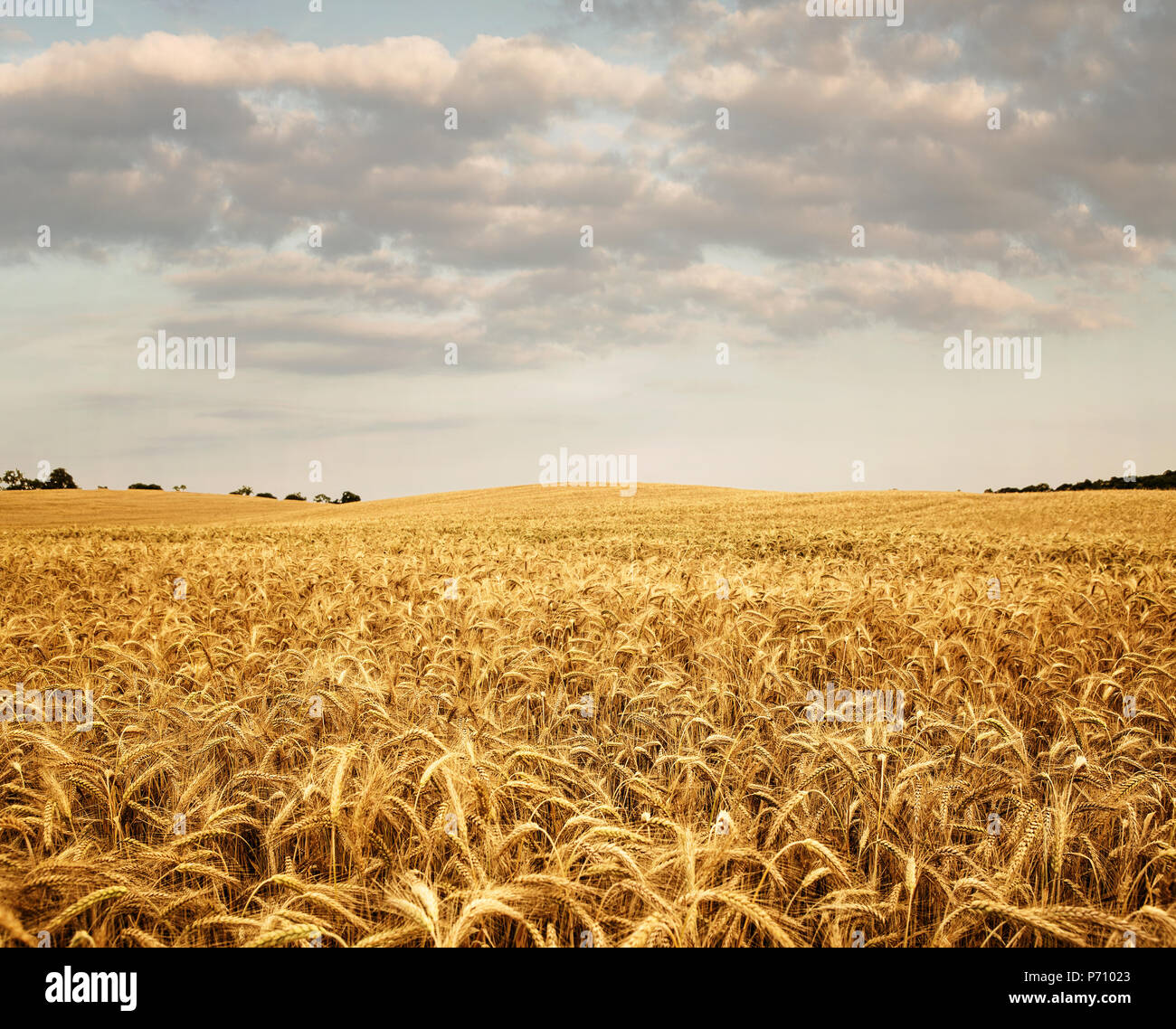 Empty wheat field hi-res stock photography and images - Alamy