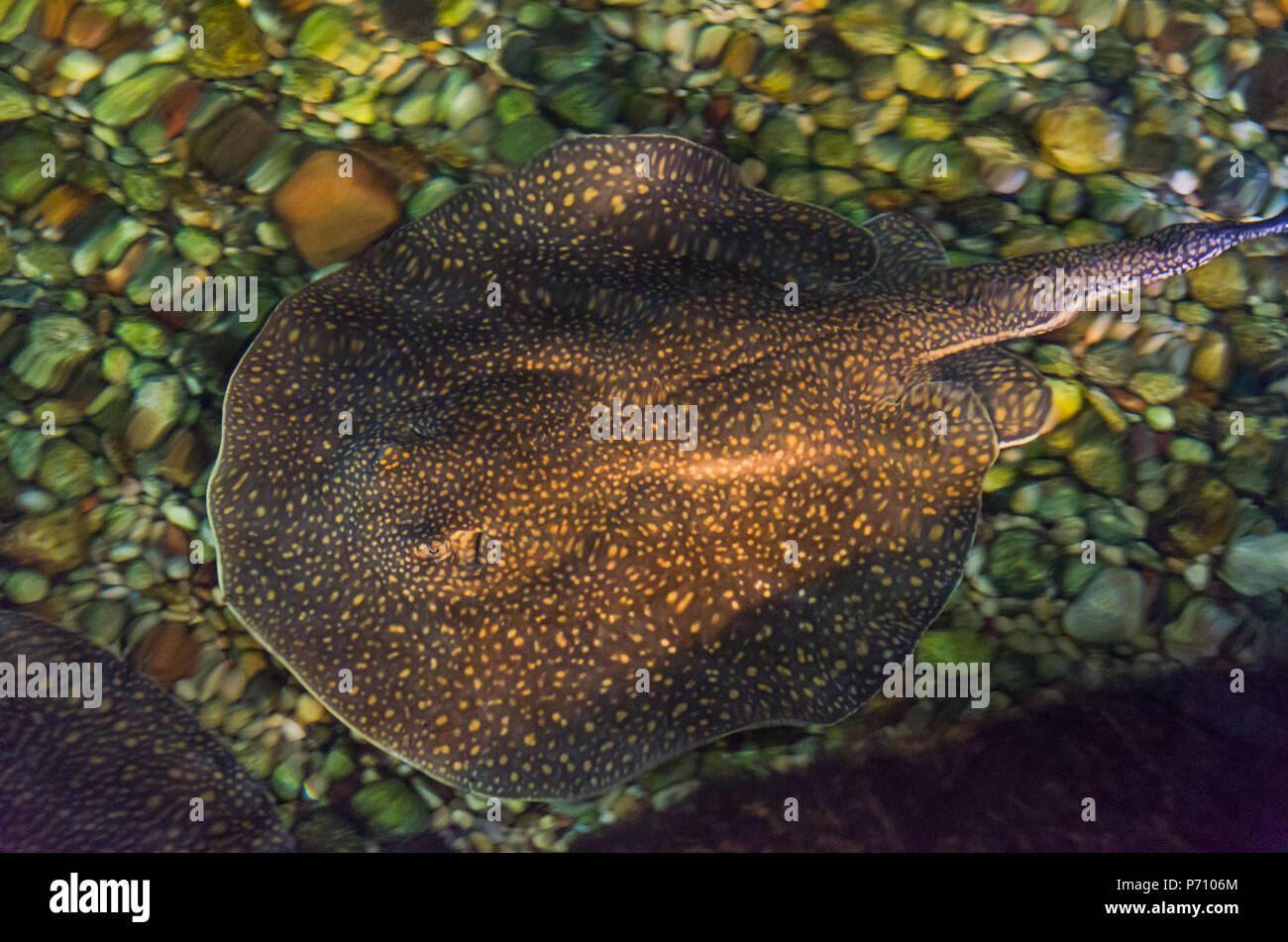 Beautiful common stingray in freshwater river Stock Photo - Alamy
