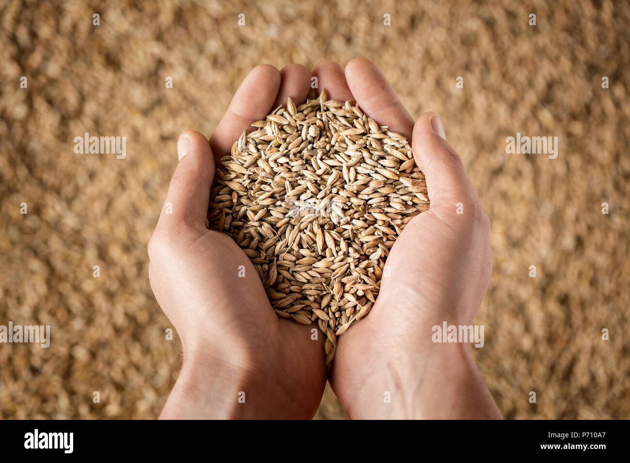 Farmer Hands Holding Handful Wheat High Resolution Stock Photography ...