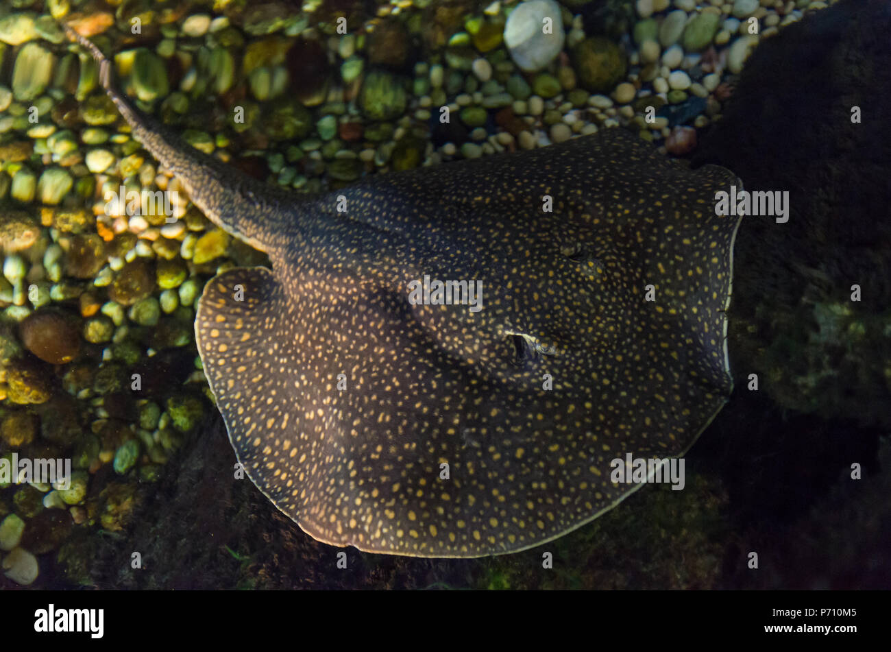 Common eagle ray hi-res stock photography and images - Alamy