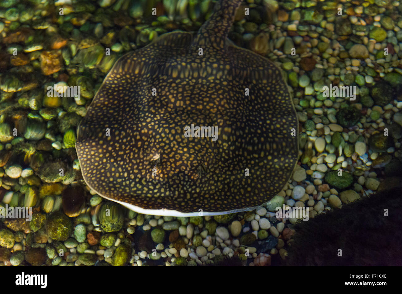 Common eagle ray hi-res stock photography and images - Alamy