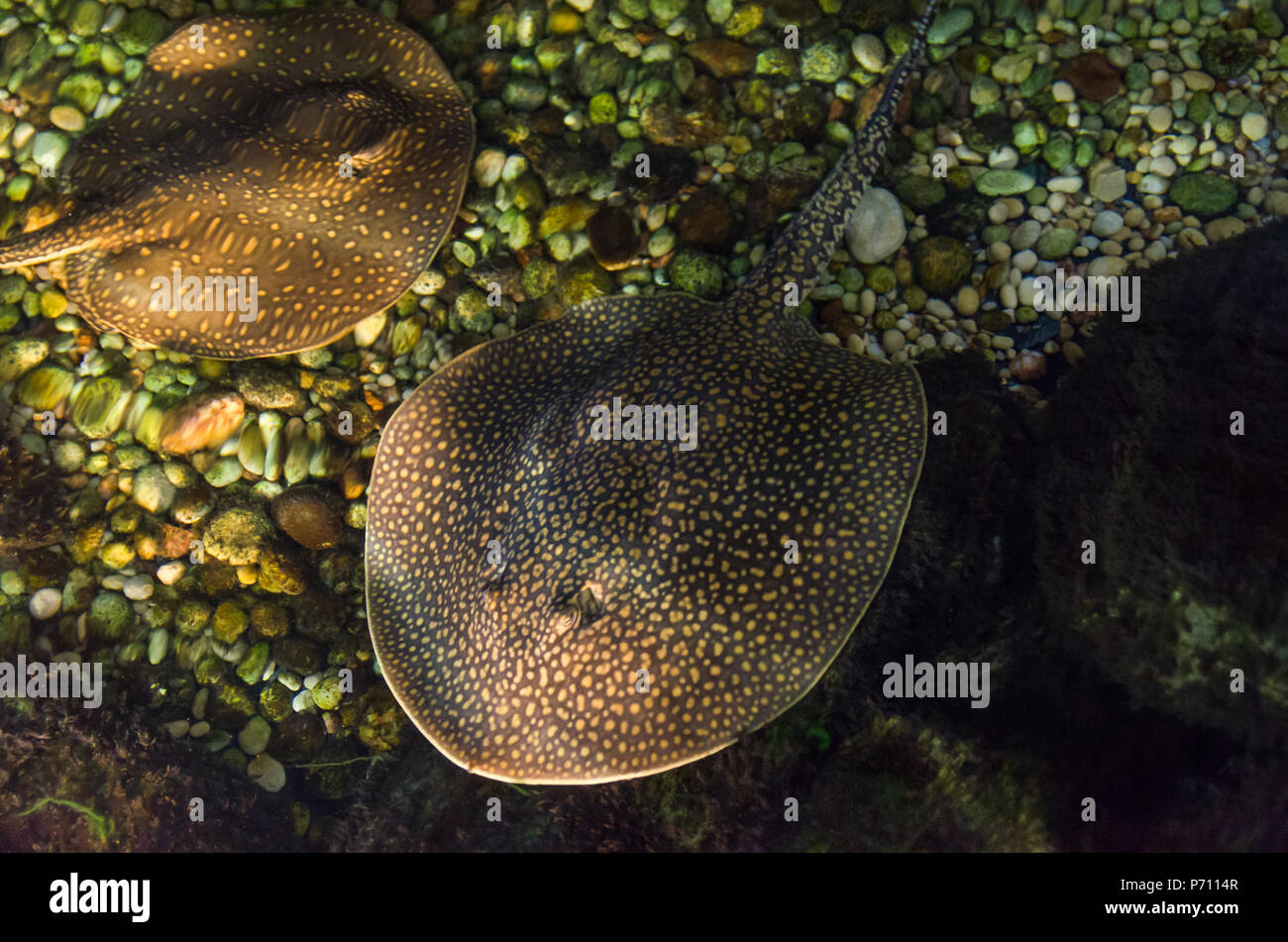 Beautiful common stingray in freshwater river Stock Photo - Alamy