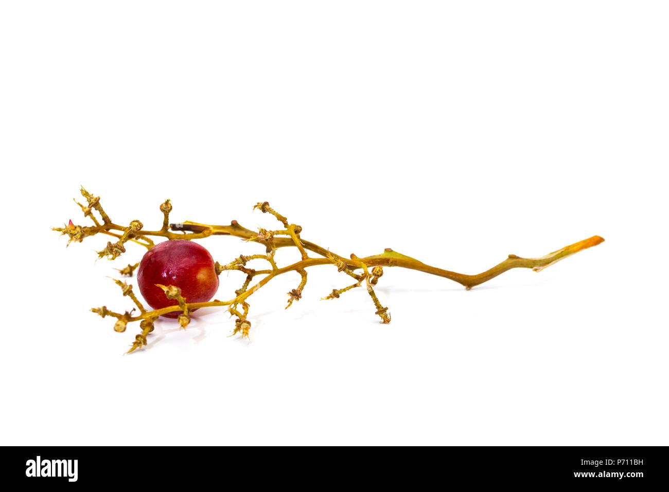 Empty fruit bunches hi-res stock photography and images - Alamy