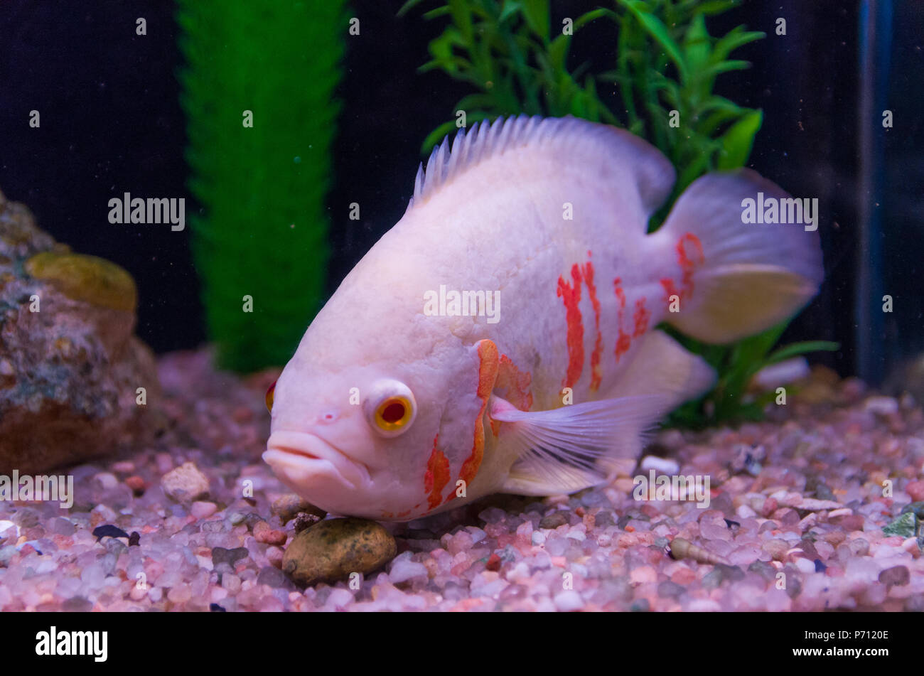 Albino oscar hi-res stock photography and images - Alamy