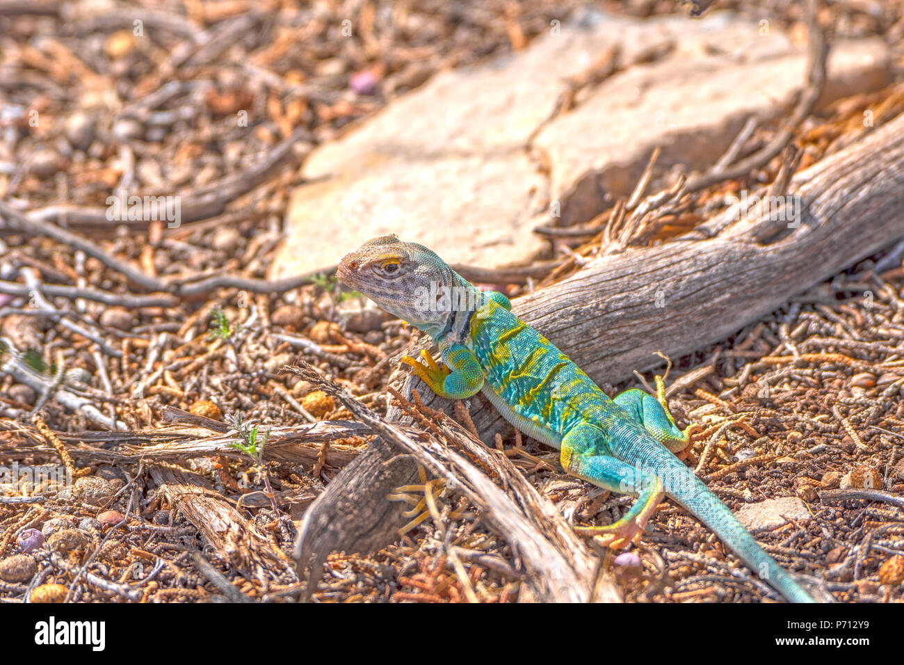 Colorful Lizard in the Desert in Colorado National Mounument in ...