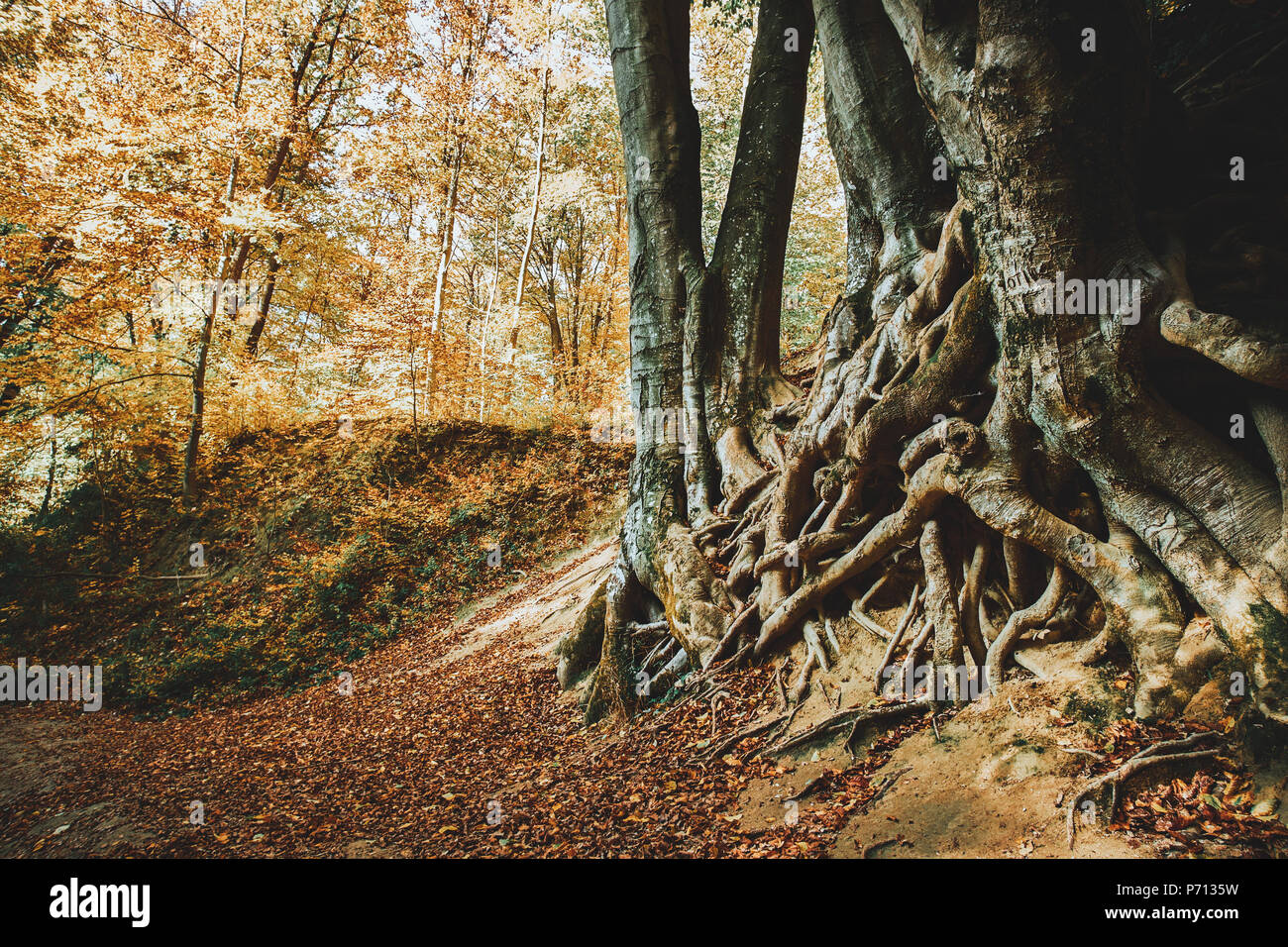 Big Tree Wallpaper High Resolution Stock Photography and Images - Alamy