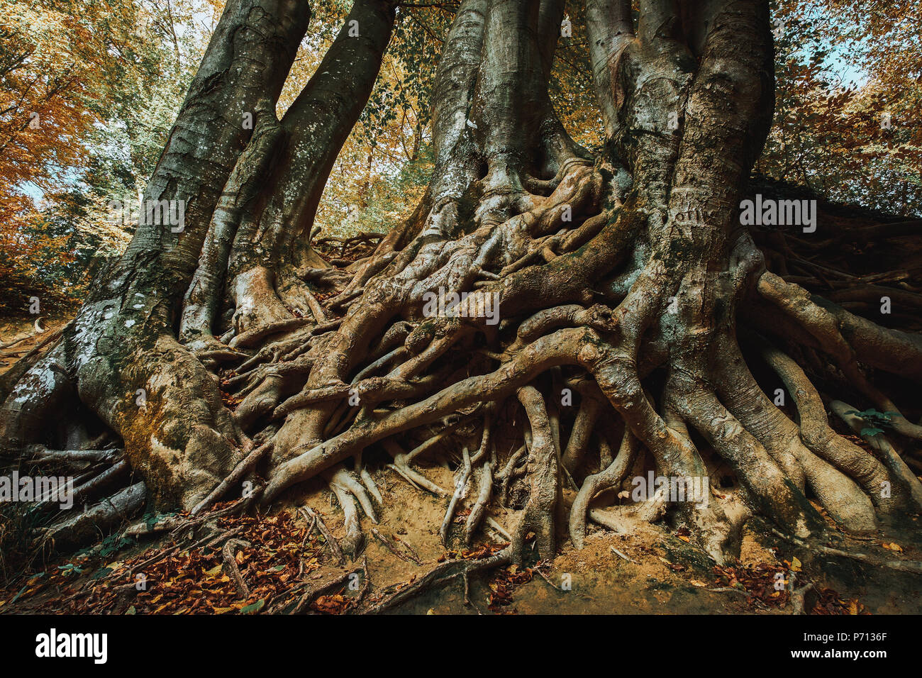 Big Tree Wallpaper High Resolution Stock Photography and Images - Alamy