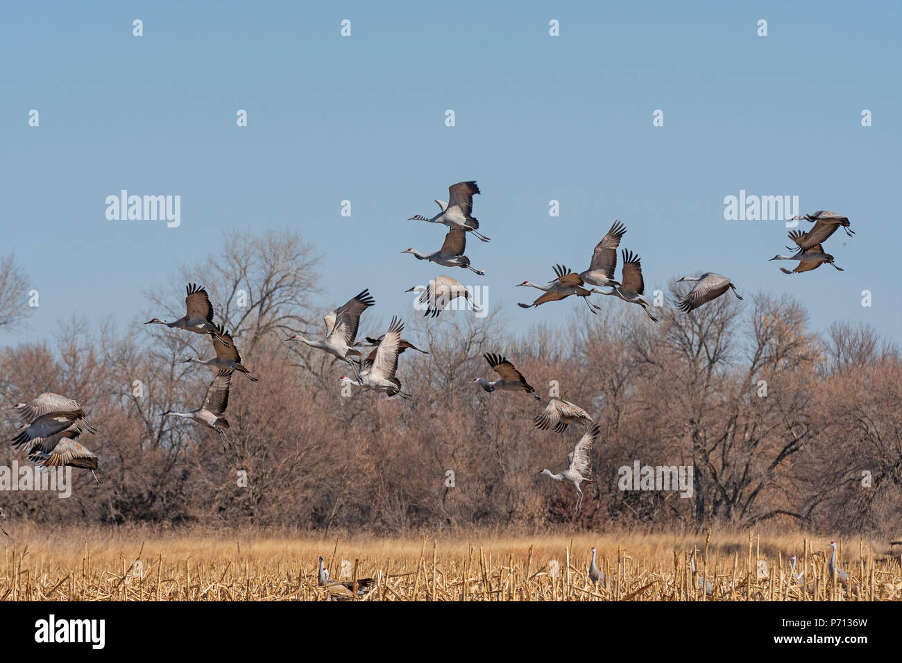 Sandhill Cranes Nebraska High Resolution Stock Photography and Images ...