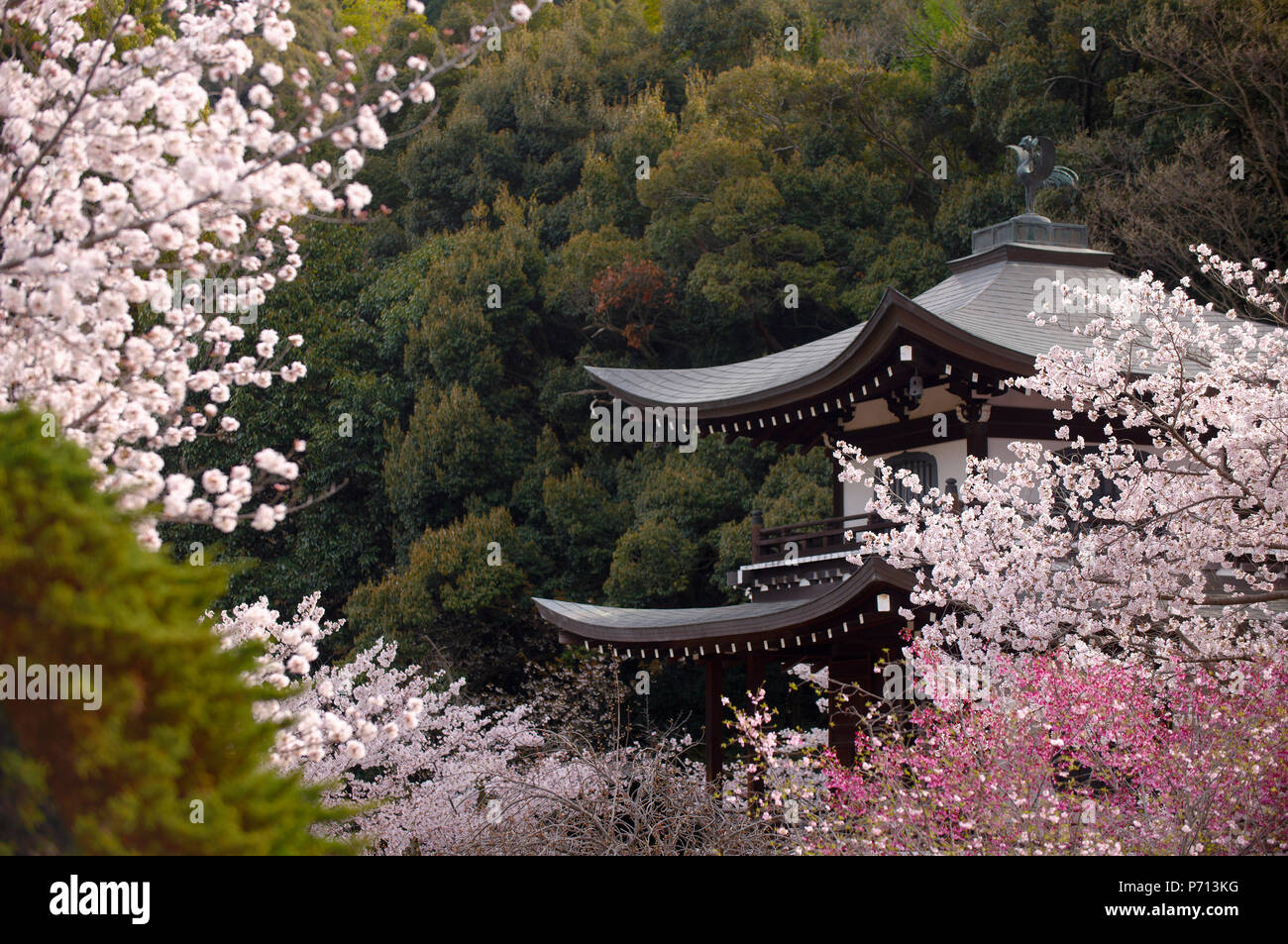 Kaju tree hi-res stock photography and images - Alamy