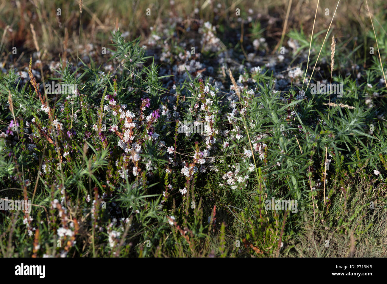 Cuscuta epithymum, Common Dodder a parastic plant Stock Photo - Alamy