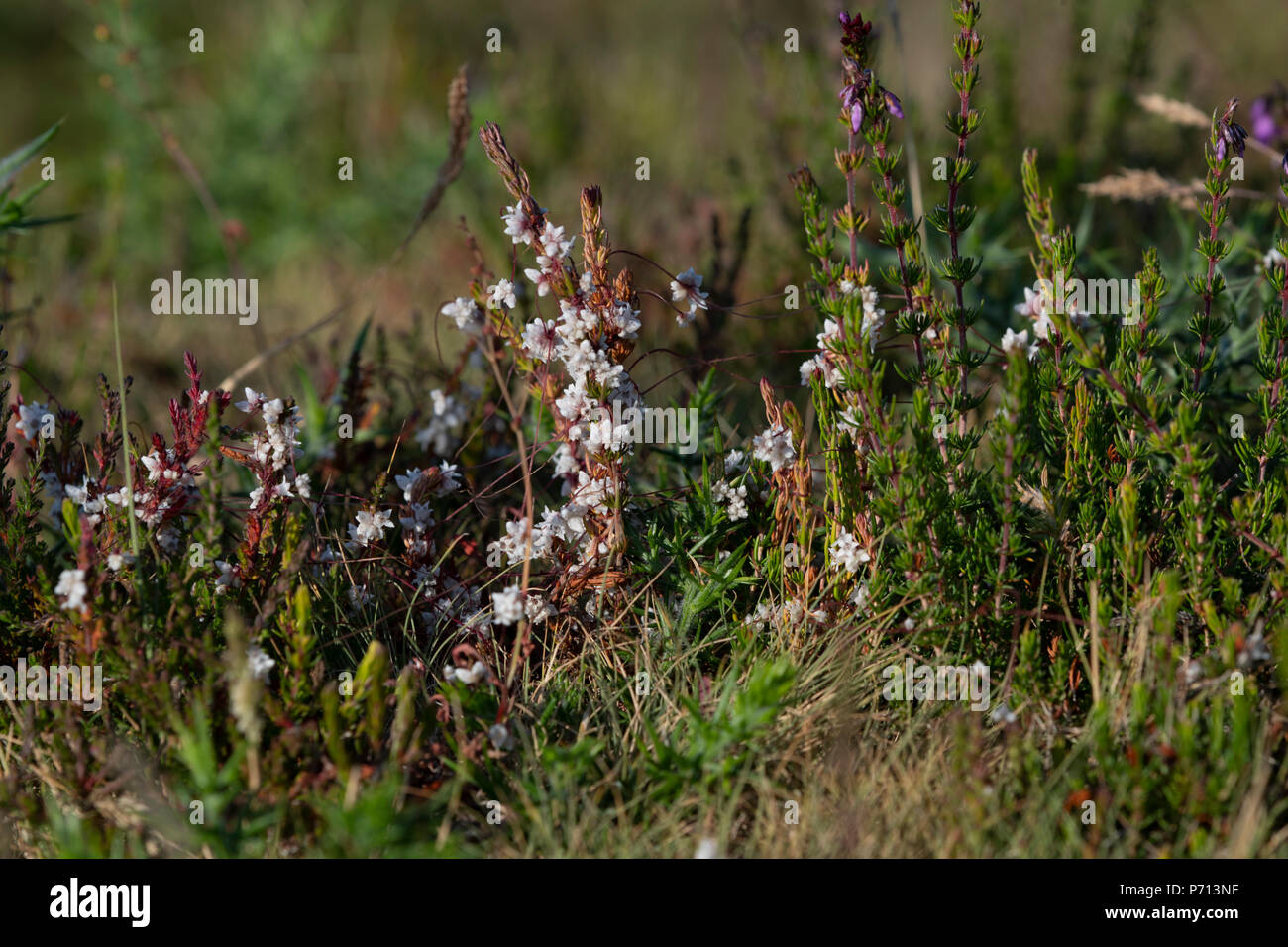 Cuscuta epithymum, Common Dodder a parastic plant Stock Photo - Alamy