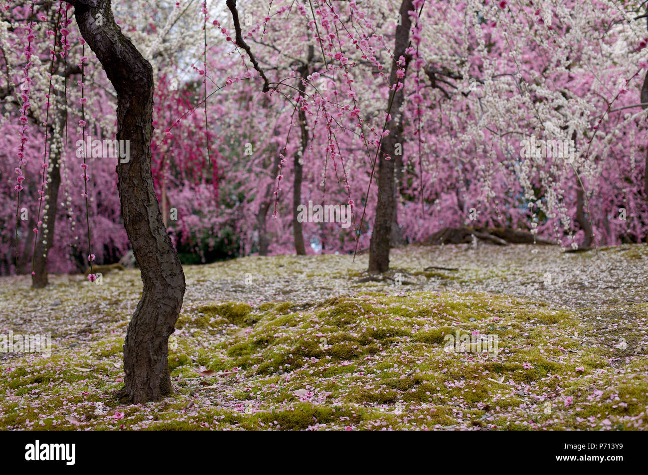 Plum blossom in Jonan-gu shrine, Kyoto, Japan, Asia Stock Photo - Alamy