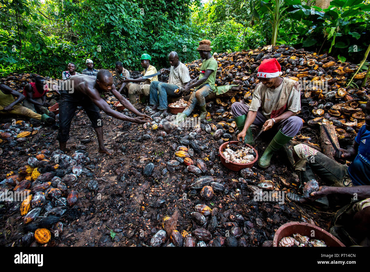 Cocoa Ivory Coast High Resolution Stock Photography and Images - Alamy