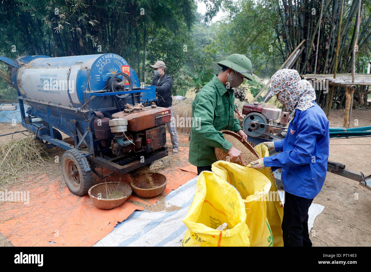 Rice workers feed their freshly harvested rice into a threshing machine ...