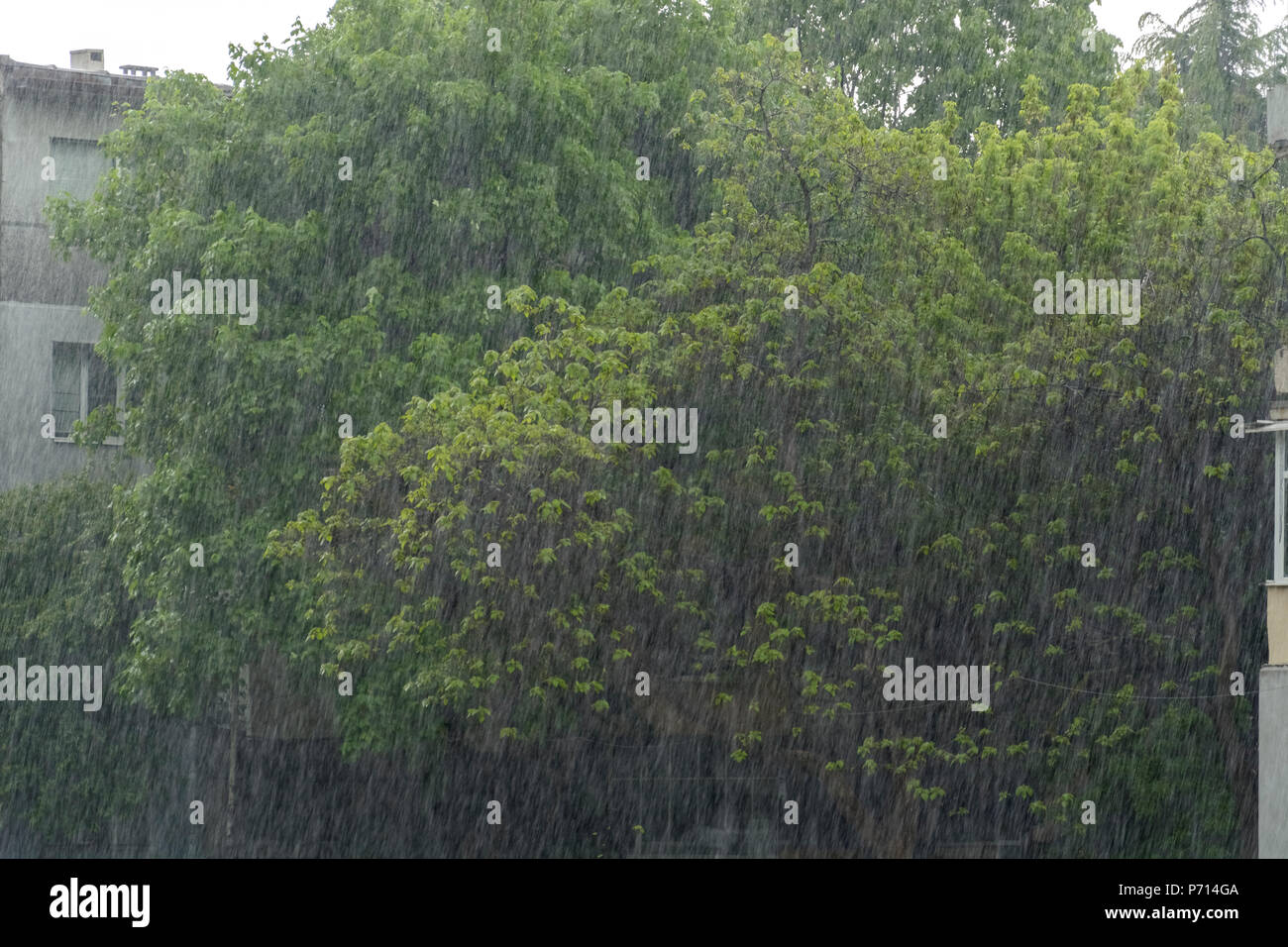 Heavy rain ,vertical drops against trees in the background Stock Photo ...