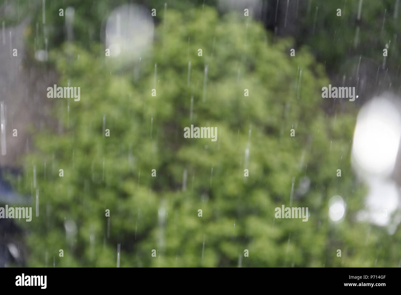 Heavy rain ,vertical drops against trees in the background Stock Photo ...