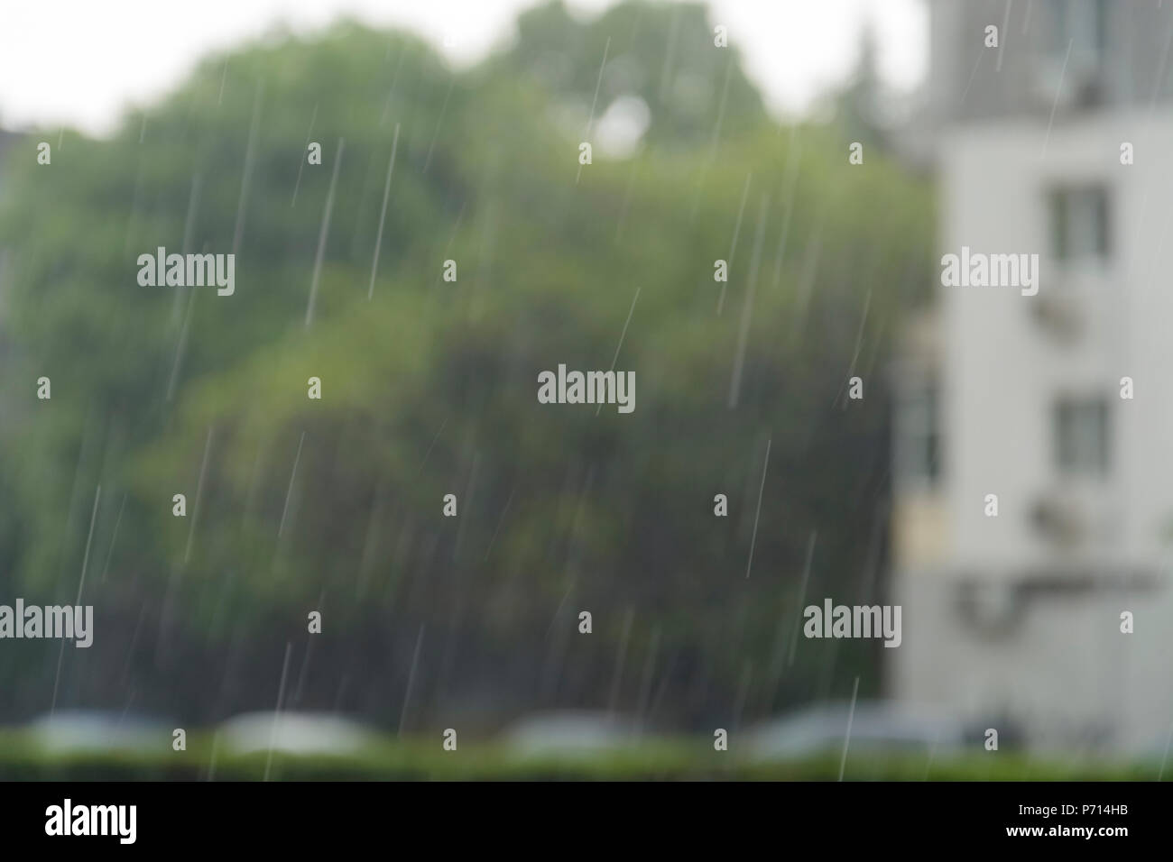 Wet ground in the park vertical view hi-res stock photography and ...