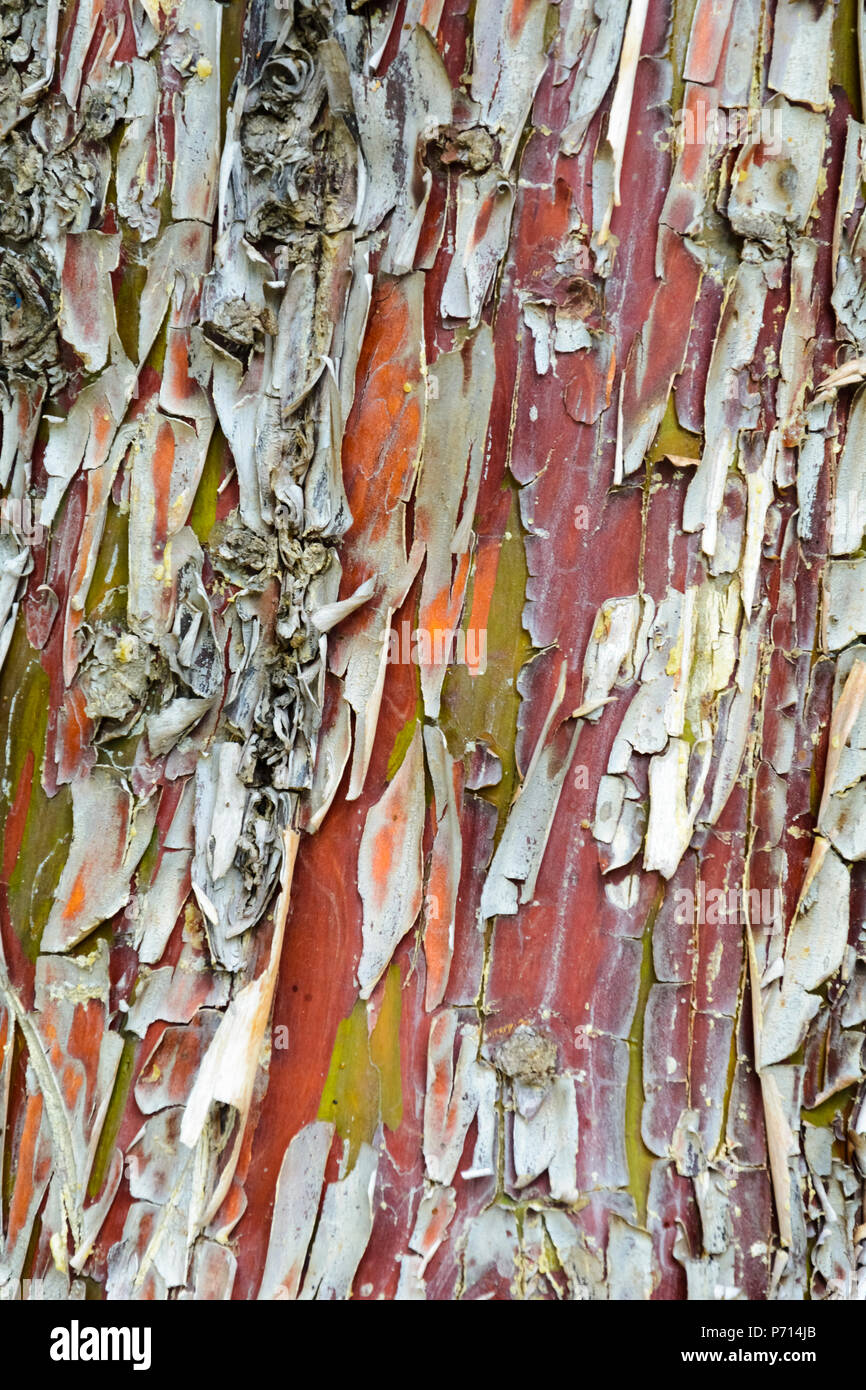 colorful piled bark on a old tree, green yellow , red texture Stock ...
