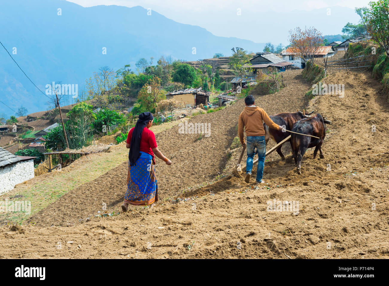 Nepalese couple working in a terrace field, Dhampus Mountain village ...