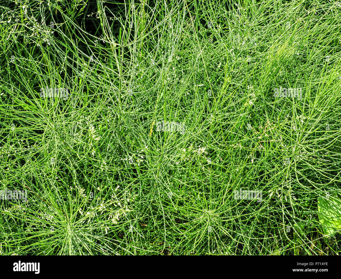 Equisetum arvense. Horsetail. Equisetum. Snake grass Use for medicine ...