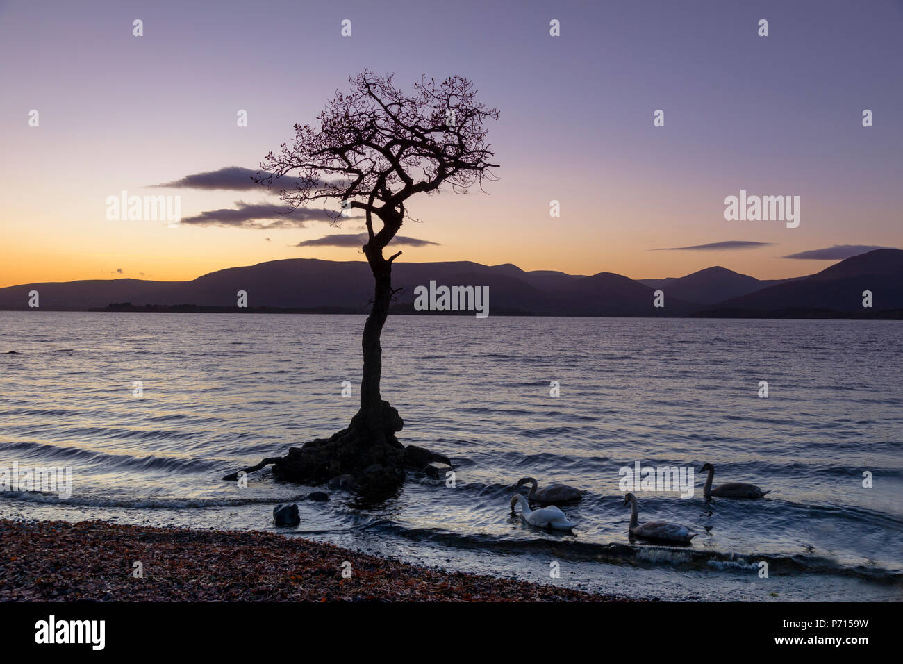 Milarrochy bay loch lomond scotland hi-res stock photography and images ...