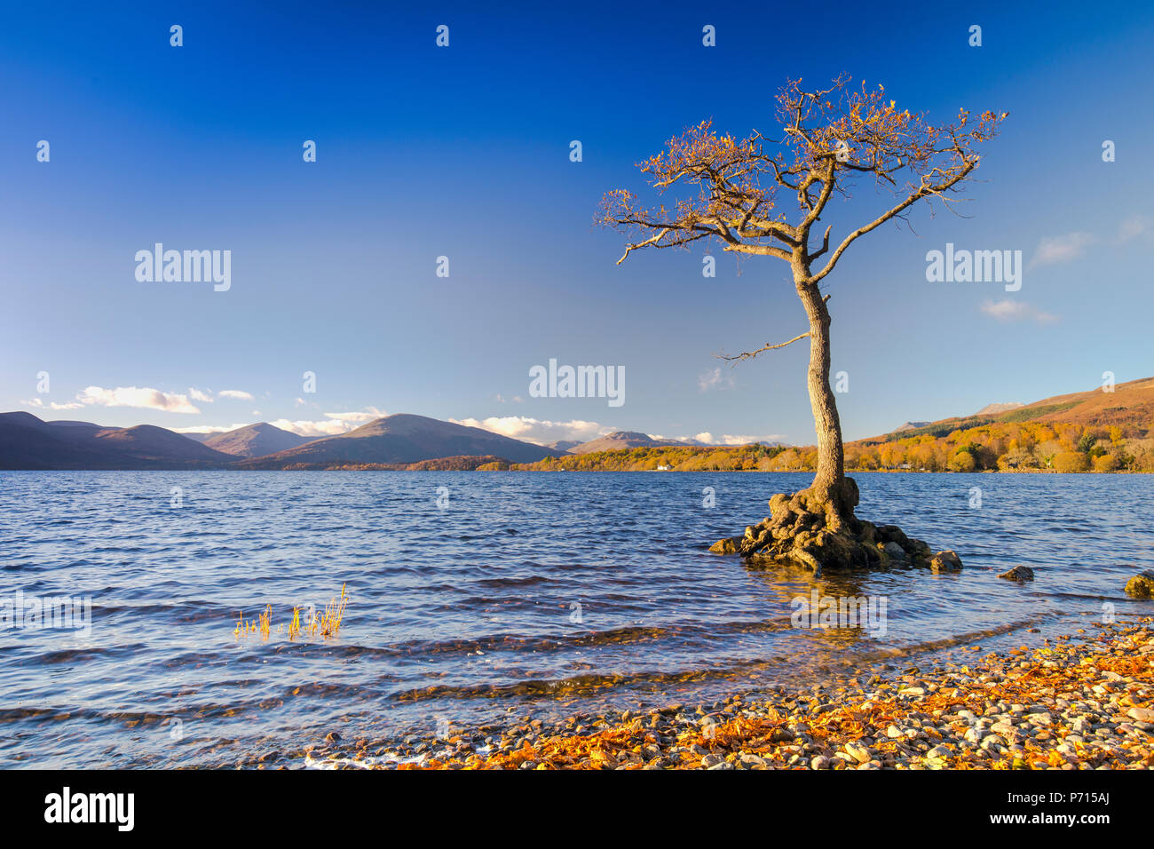 Milarrochy Bay Loch Lomond Scotland High Resolution Stock Photography ...