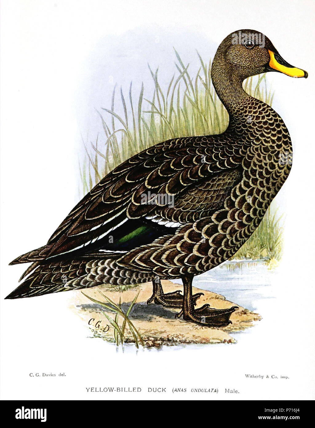 Undulata hi-res stock photography and images - Alamy