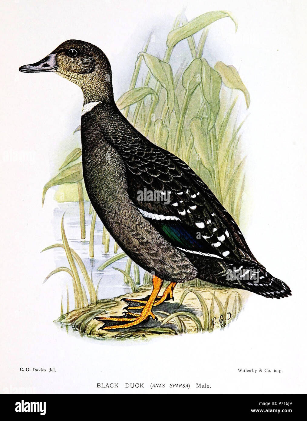 Sparsa hi-res stock photography and images - Alamy