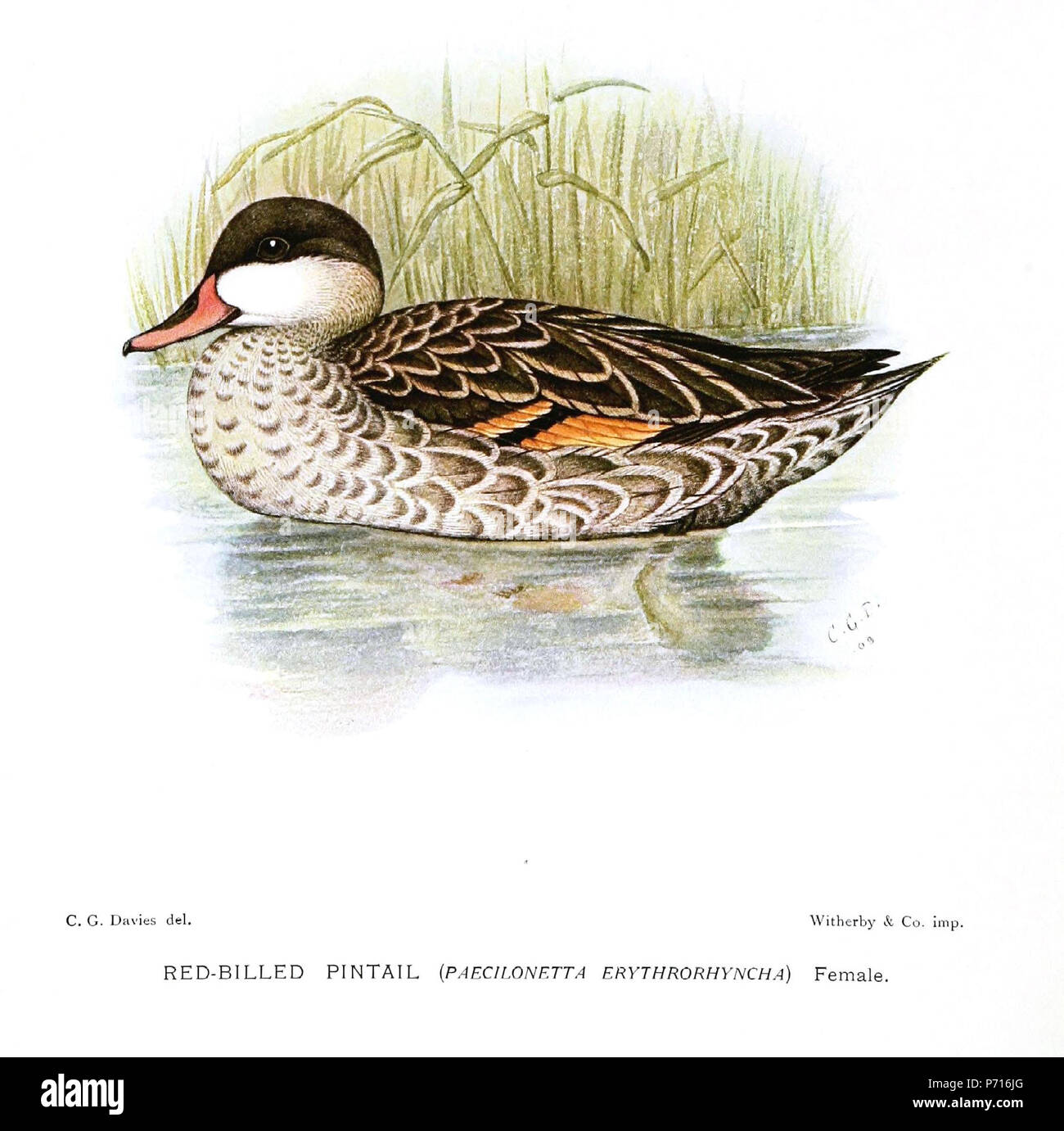 Waterfowl research Cut Out Stock Images & Pictures - Alamy