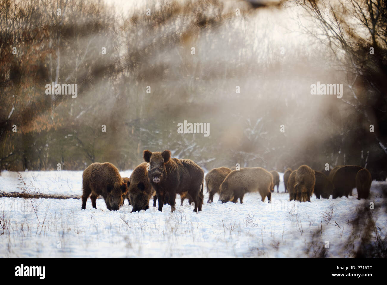 Boars Teeth High Resolution Stock Photography and Images - Alamy