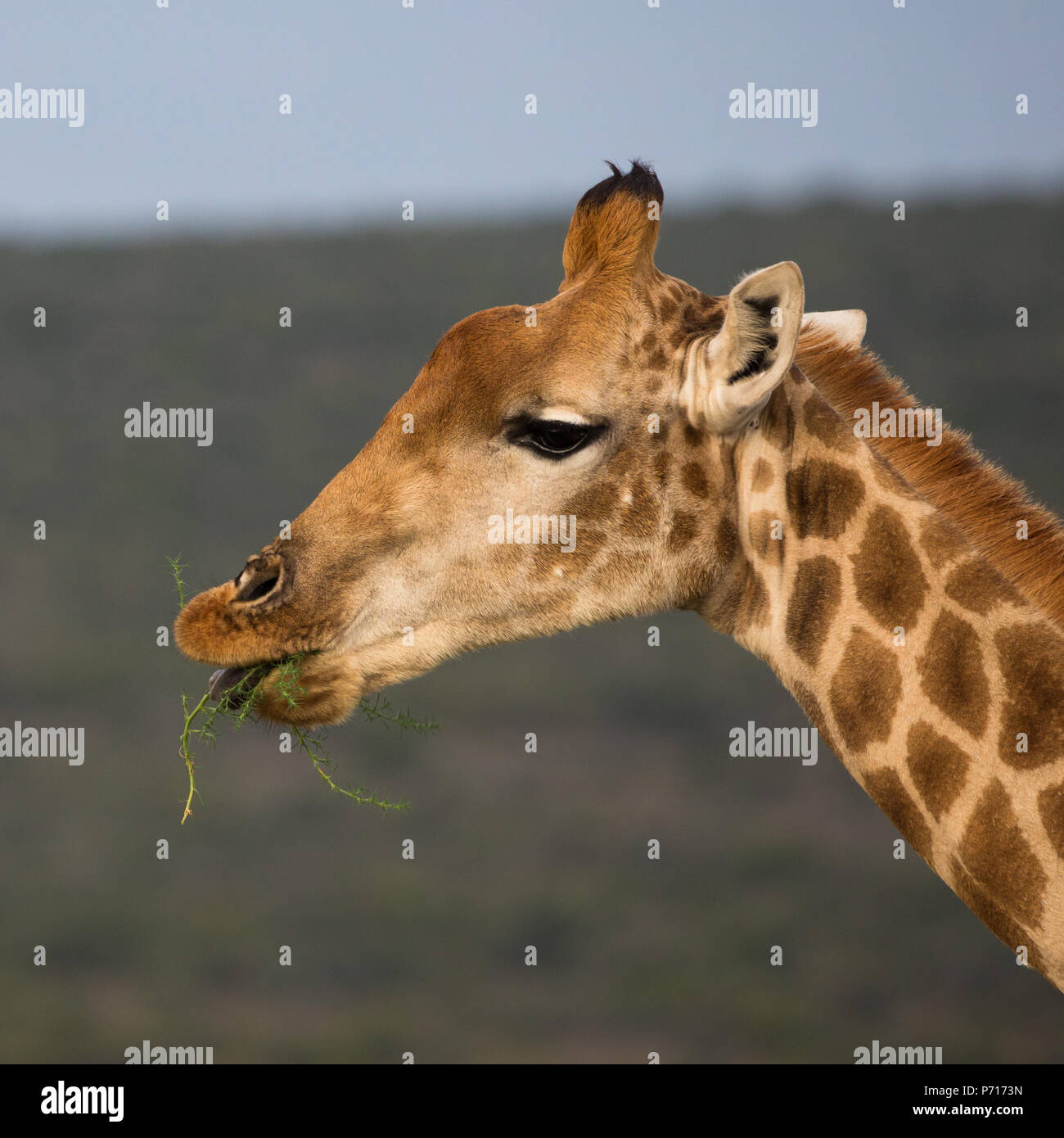 Animal eating leaves hi-res stock photography and images - Alamy