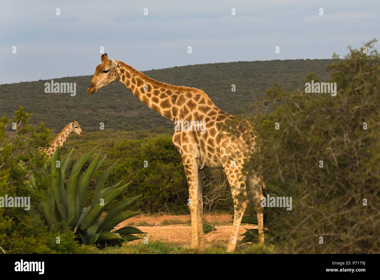 two South African or Cape Giraffes (G.g.giraffa) surrounded by ...