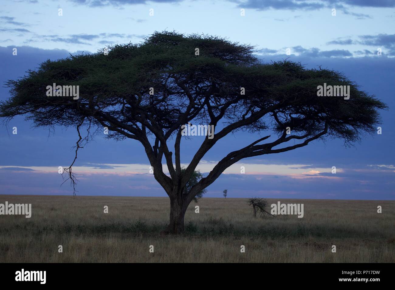 A large acacia tree in the Serengeti in Tanzania with the sun rising in ...