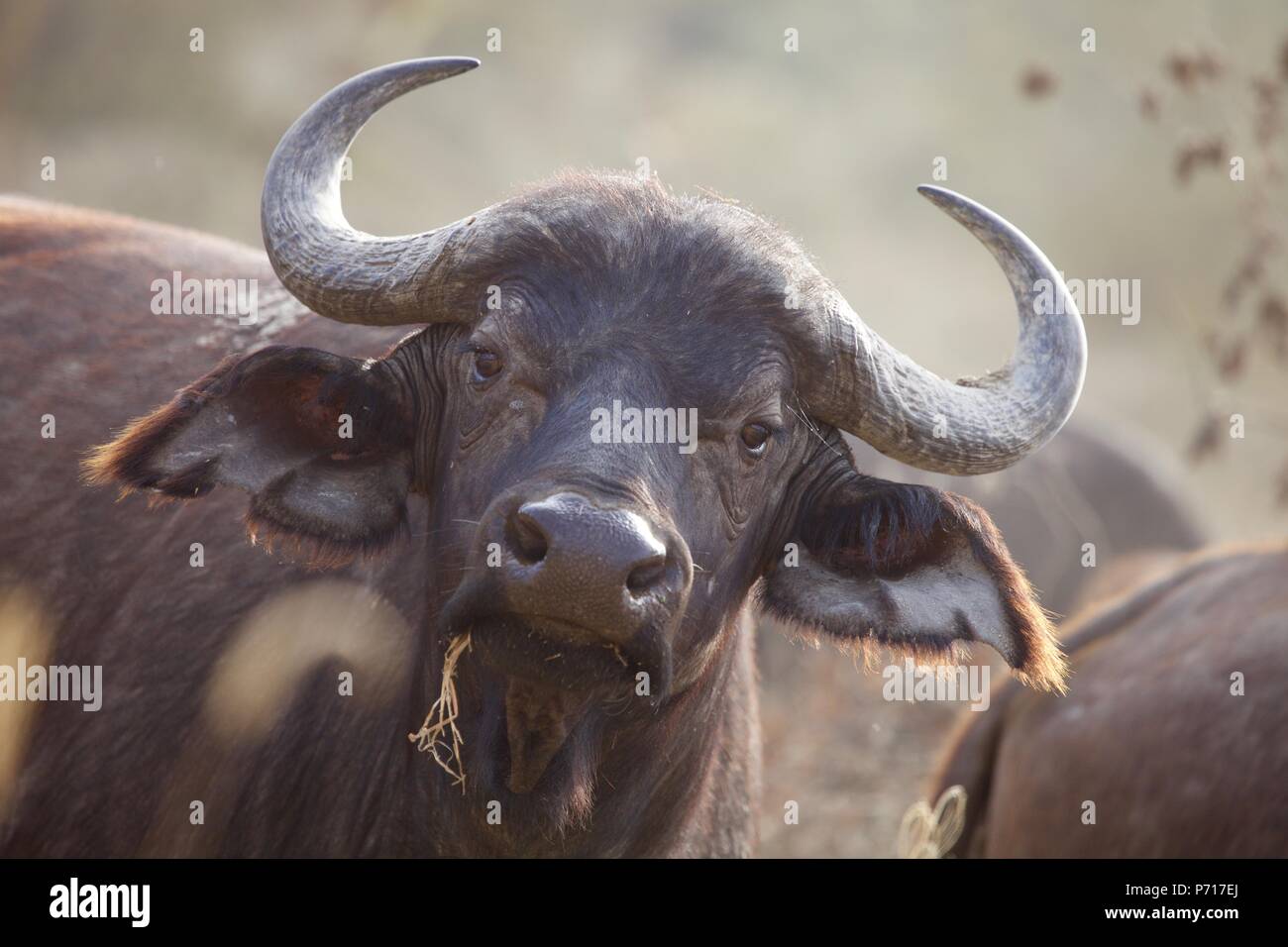 Buffalo Eyes High Resolution Stock Photography and Images - Alamy
