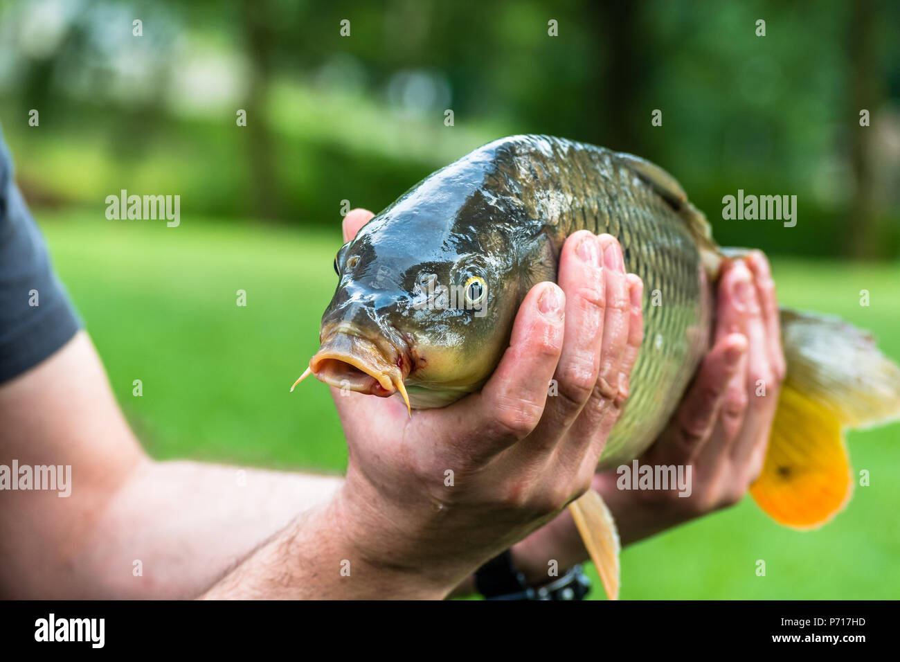 Fisherman holding nice living fish in hands, common carp. Detailed fish ...
