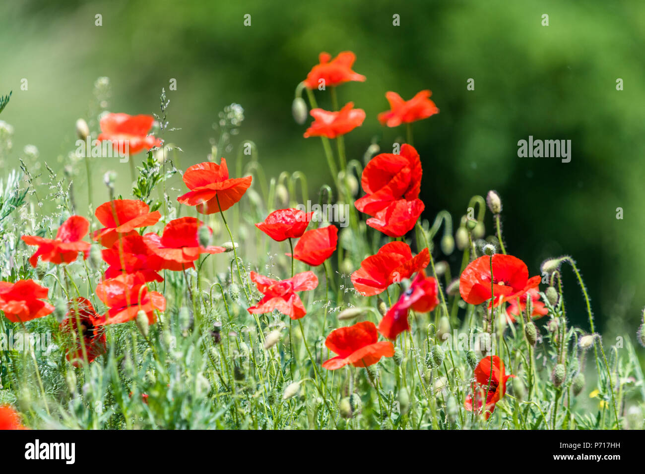 Many beautiful red flowers, poppies on a beautiful green background ...
