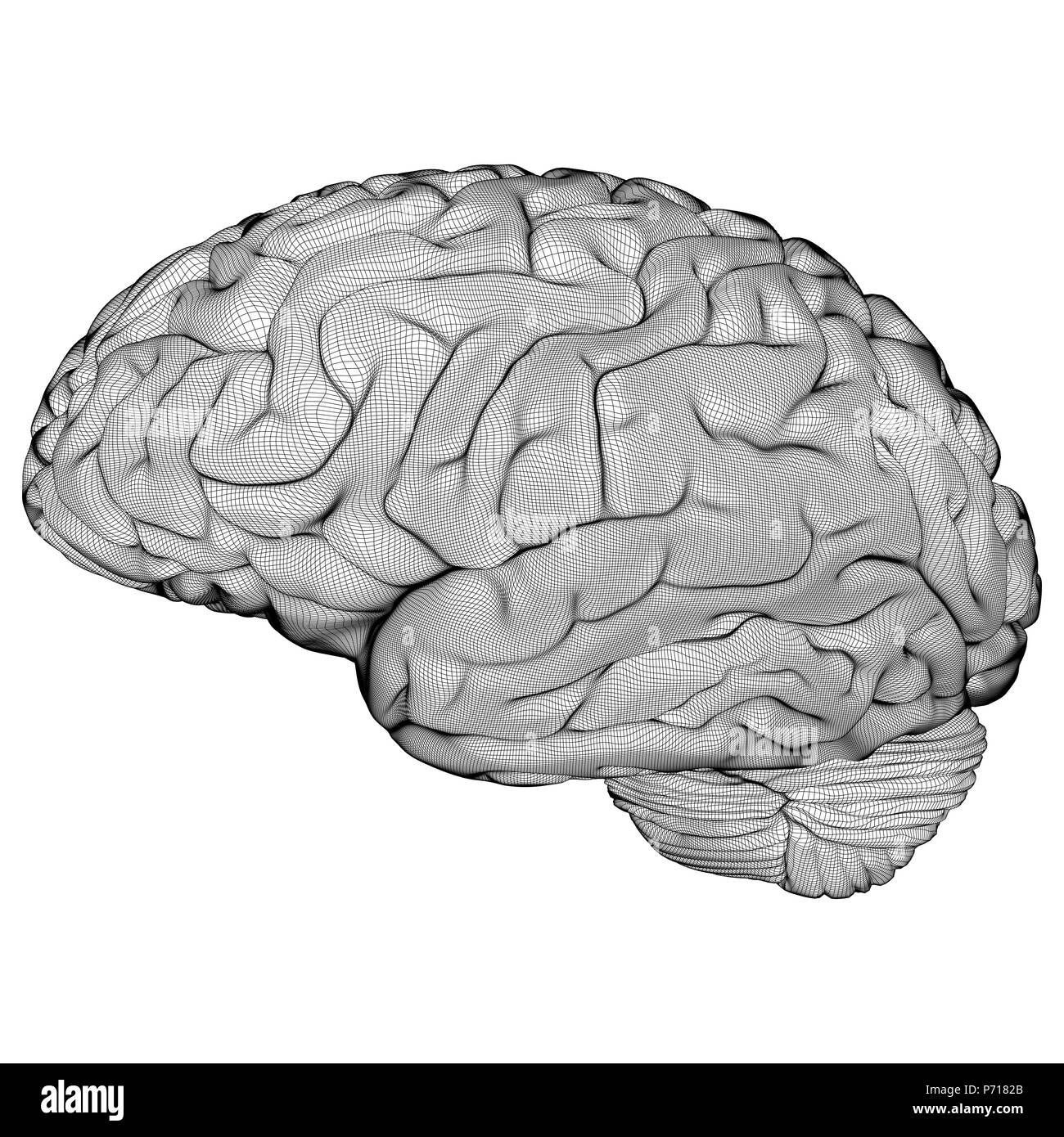 Wireframe brain isolated on white background. Vector Stock Vector Image ...