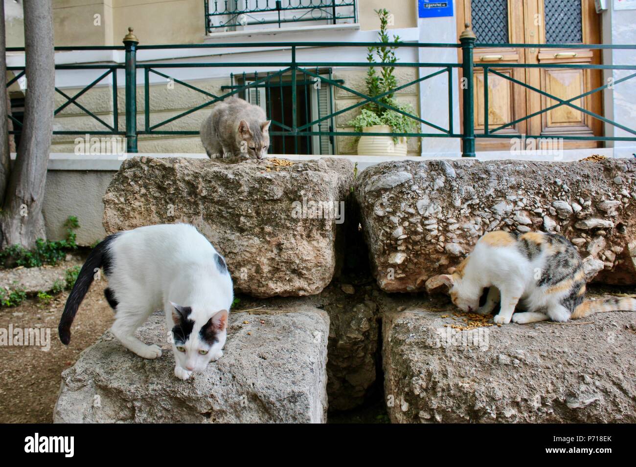 wild cats eating donated food in athens street greece Stock Photo - Alamy