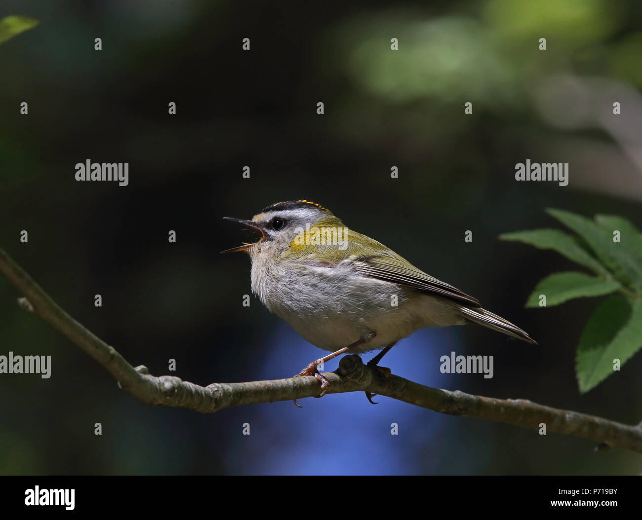 Common Firecrest, Regulus ignicapilla Stock Photo - Alamy