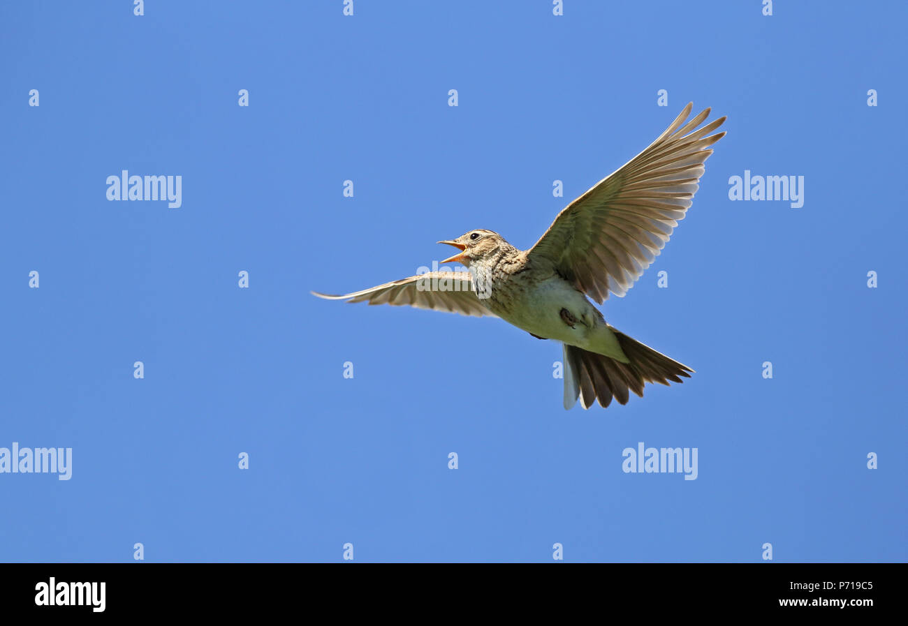 Skylark singing under blue sky Stock Photo - Alamy