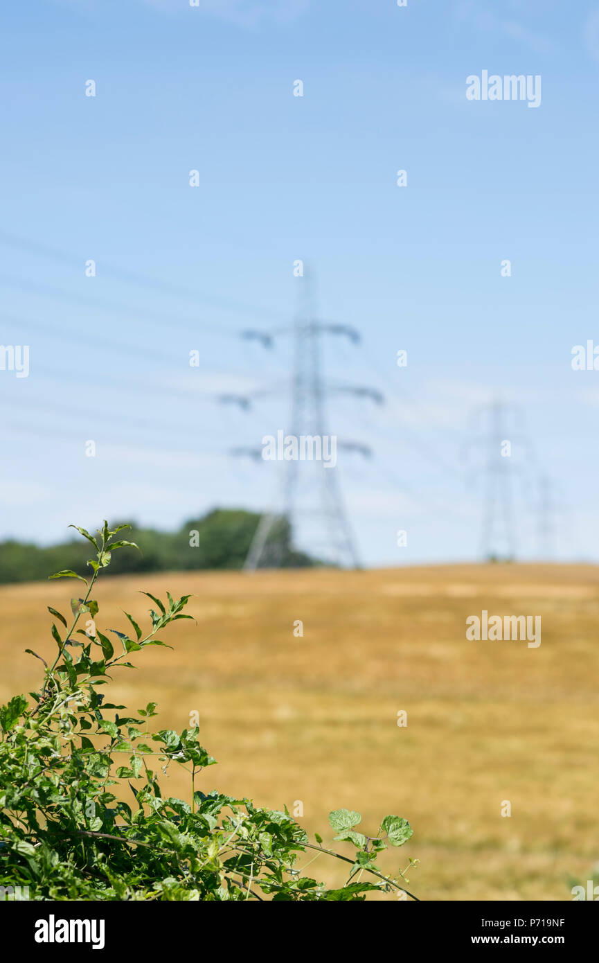 Electricity pylons of the United Kingdom national grid in a field of ...