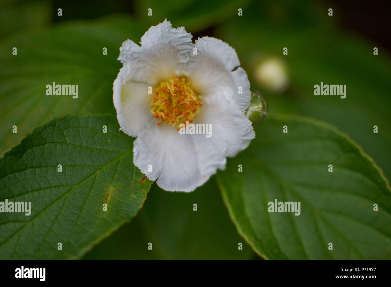 Stewartia pseudocamellia blossom hi-res stock photography and images ...