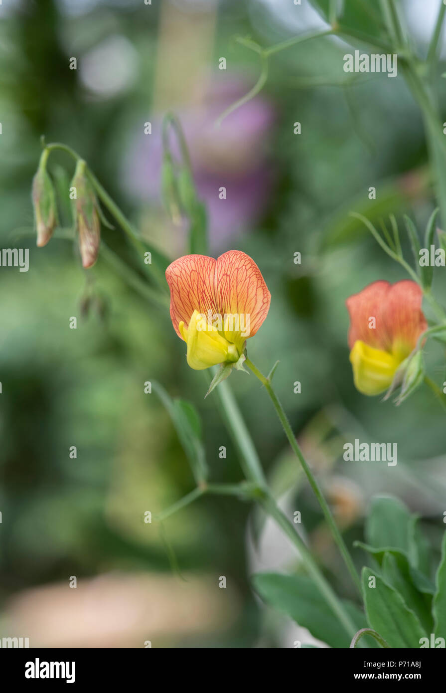 Two yellow sweet pea flowers hi-res stock photography and images - Alamy