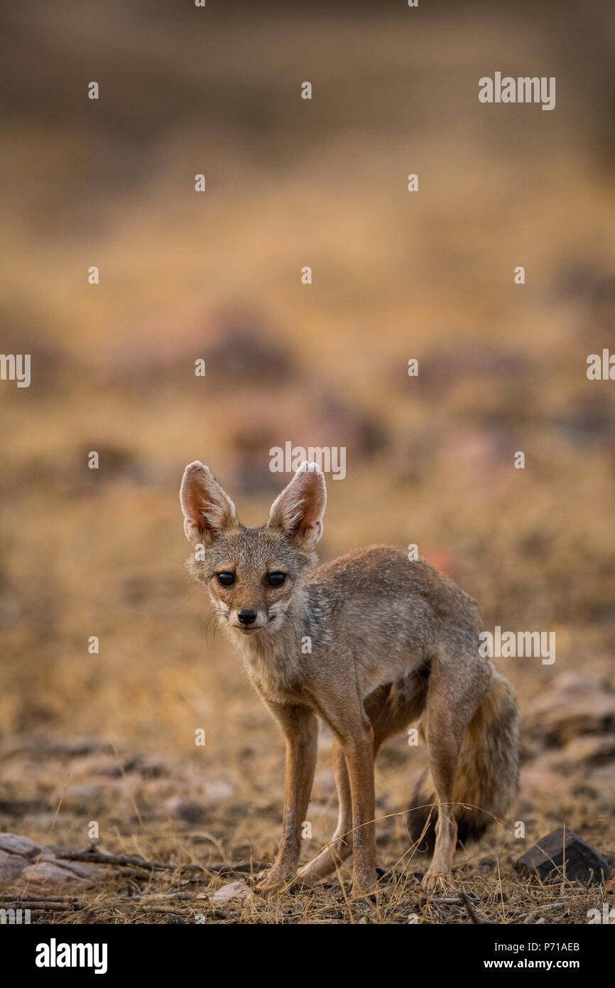Grey Fox Cub High Resolution Stock Photography and Images - Alamy