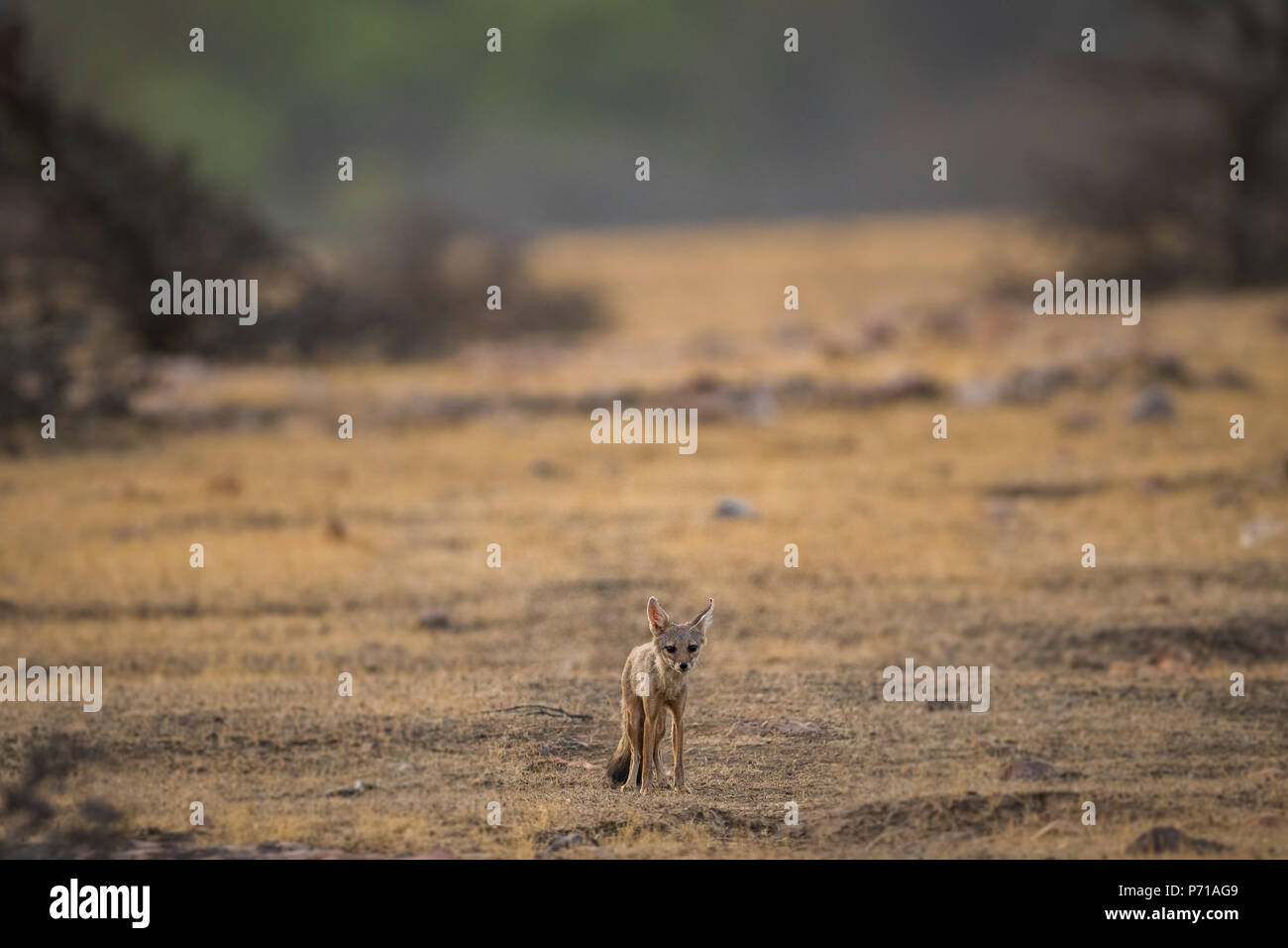 A fox from the wild jungle Stock Photo - Alamy