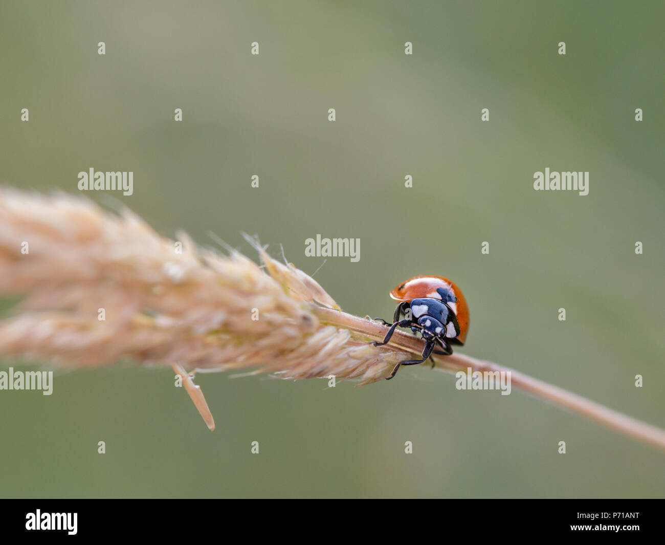 Ladybug flying isolated hi-res stock photography and images - Alamy