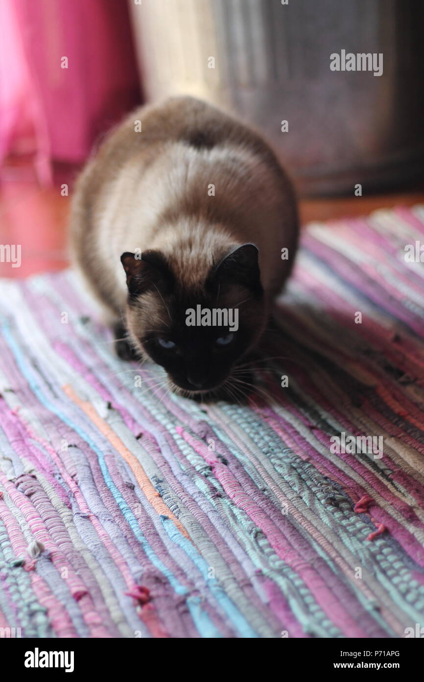 Cute siamese cat hi-res stock photography and images - Alamy