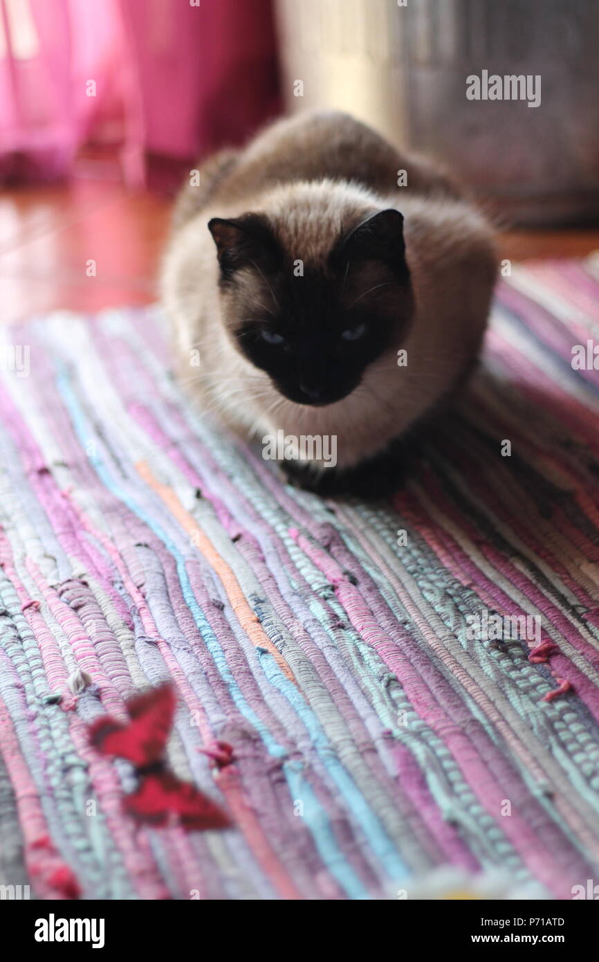 Tabby siamese cat hi-res stock photography and images - Alamy