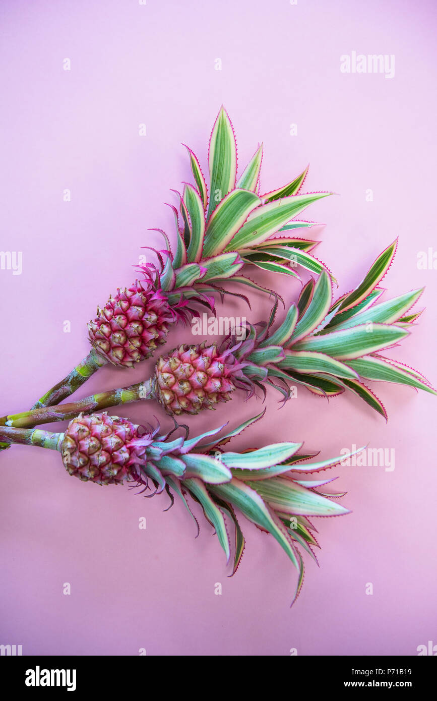 Beautiful flowers pineapple tree hi-res stock photography and images ...